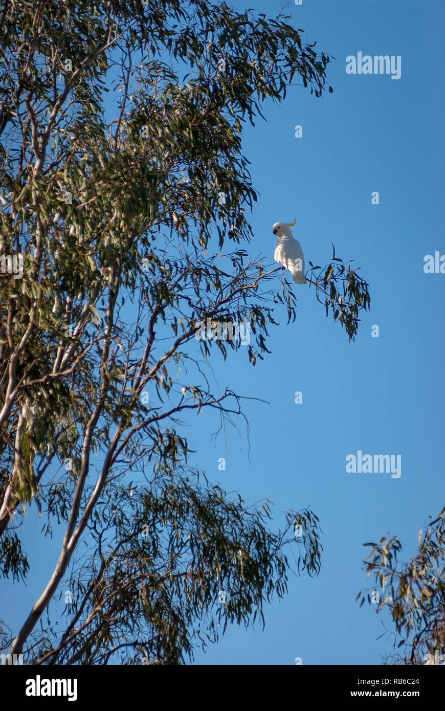 White cockatoo high in a gum tree with a solid blue sky background ...