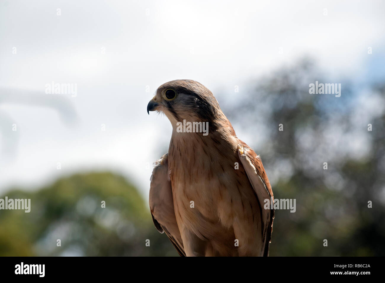 this is a close up of an Australian nankeen kestrel Stock Photo - Alamy