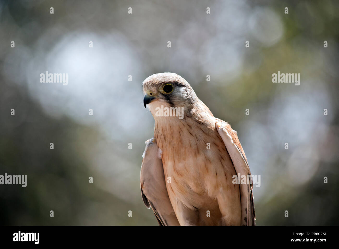Australian yellow white eye hi-res stock photography and images - Alamy