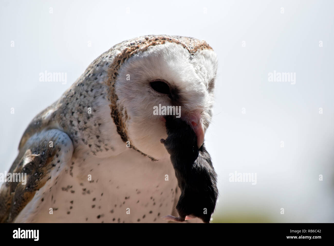 Rat Owl High Resolution Stock Photography and Images - Alamy