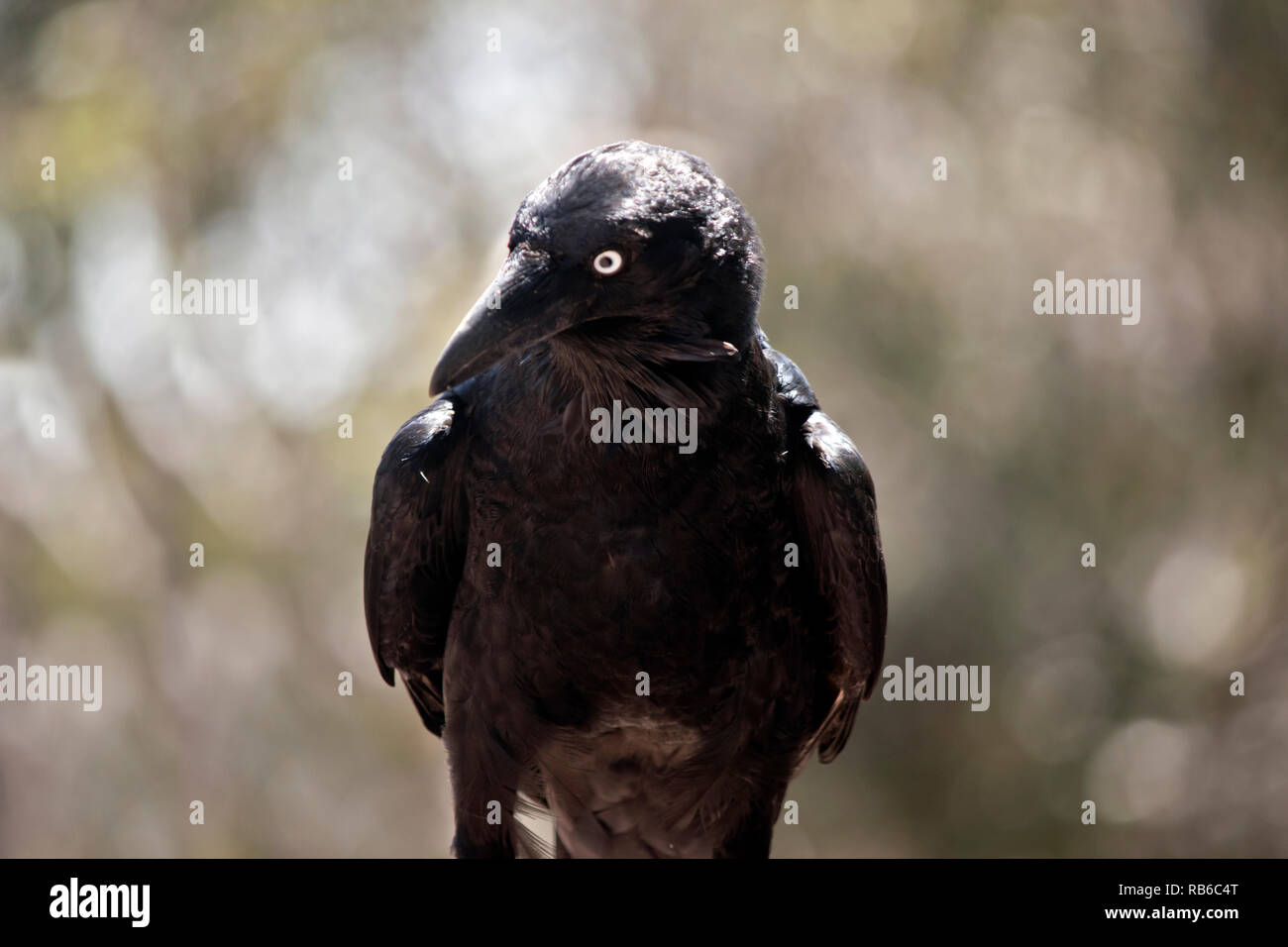 Raven and magpie at hi-res stock photography and images - Alamy