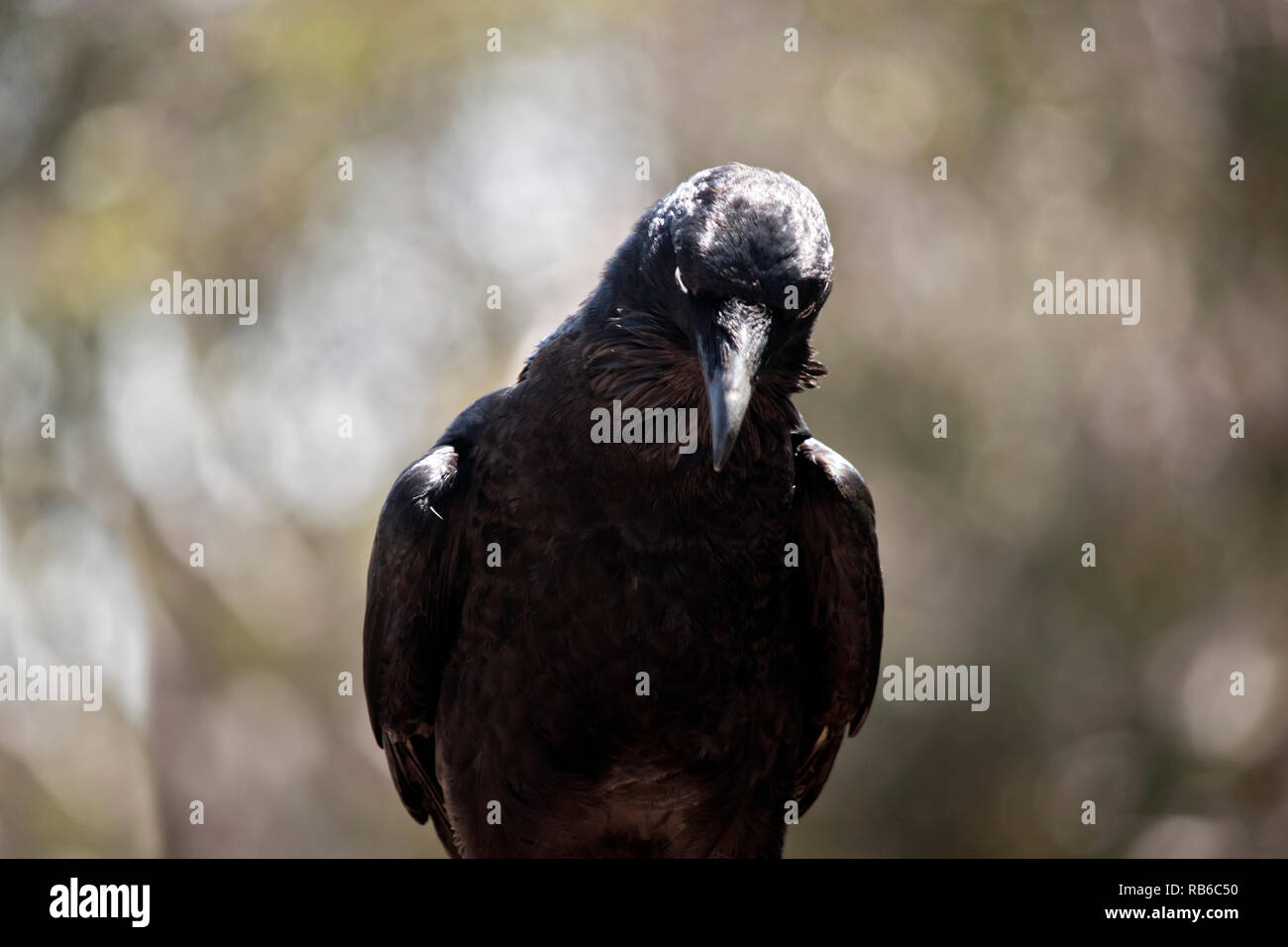 Raven intelligent bird hi-res stock photography and images - Alamy