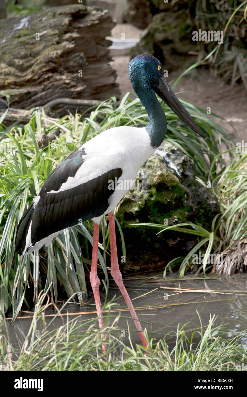 Large australian stork hi-res stock photography and images - Alamy