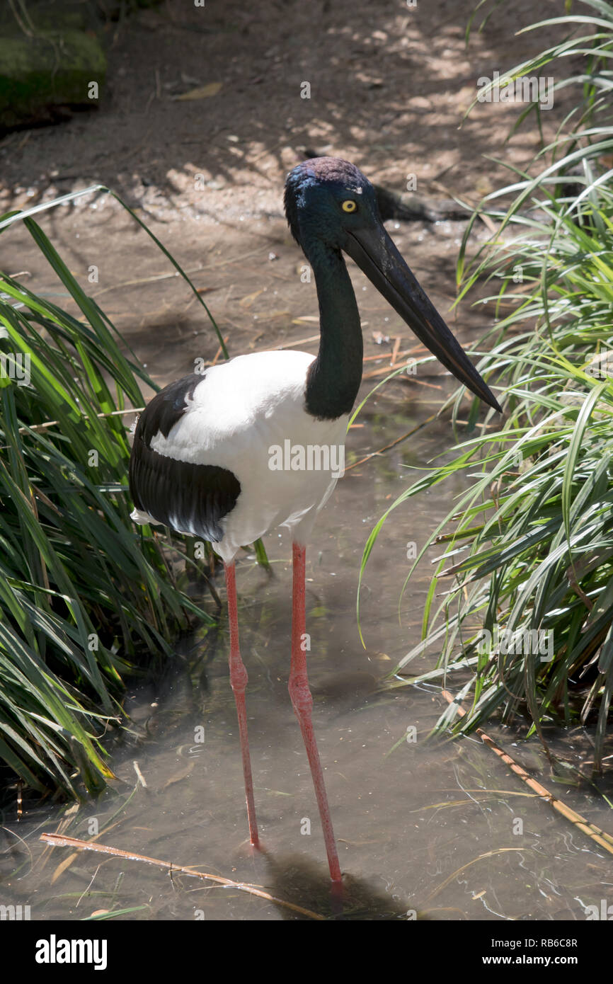Australian Stork Stock Photos & Australian Stork Stock Images - Alamy