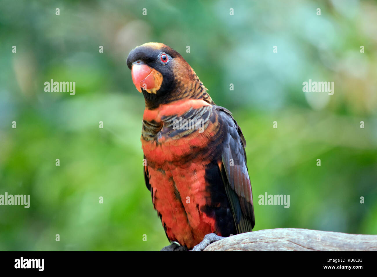 Dusky lory hi-res stock photography and images - Alamy
