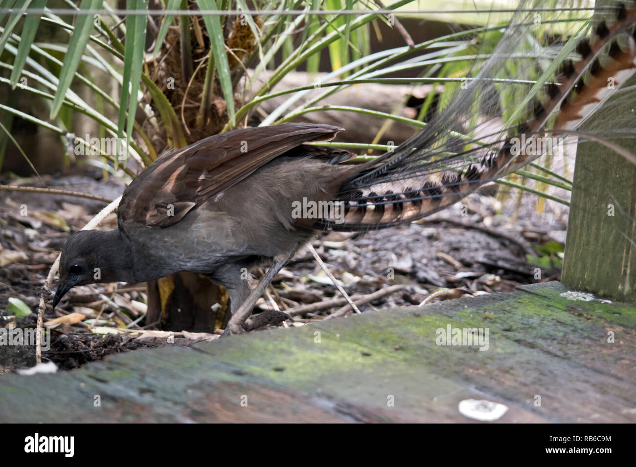 Lyre Bird Nest