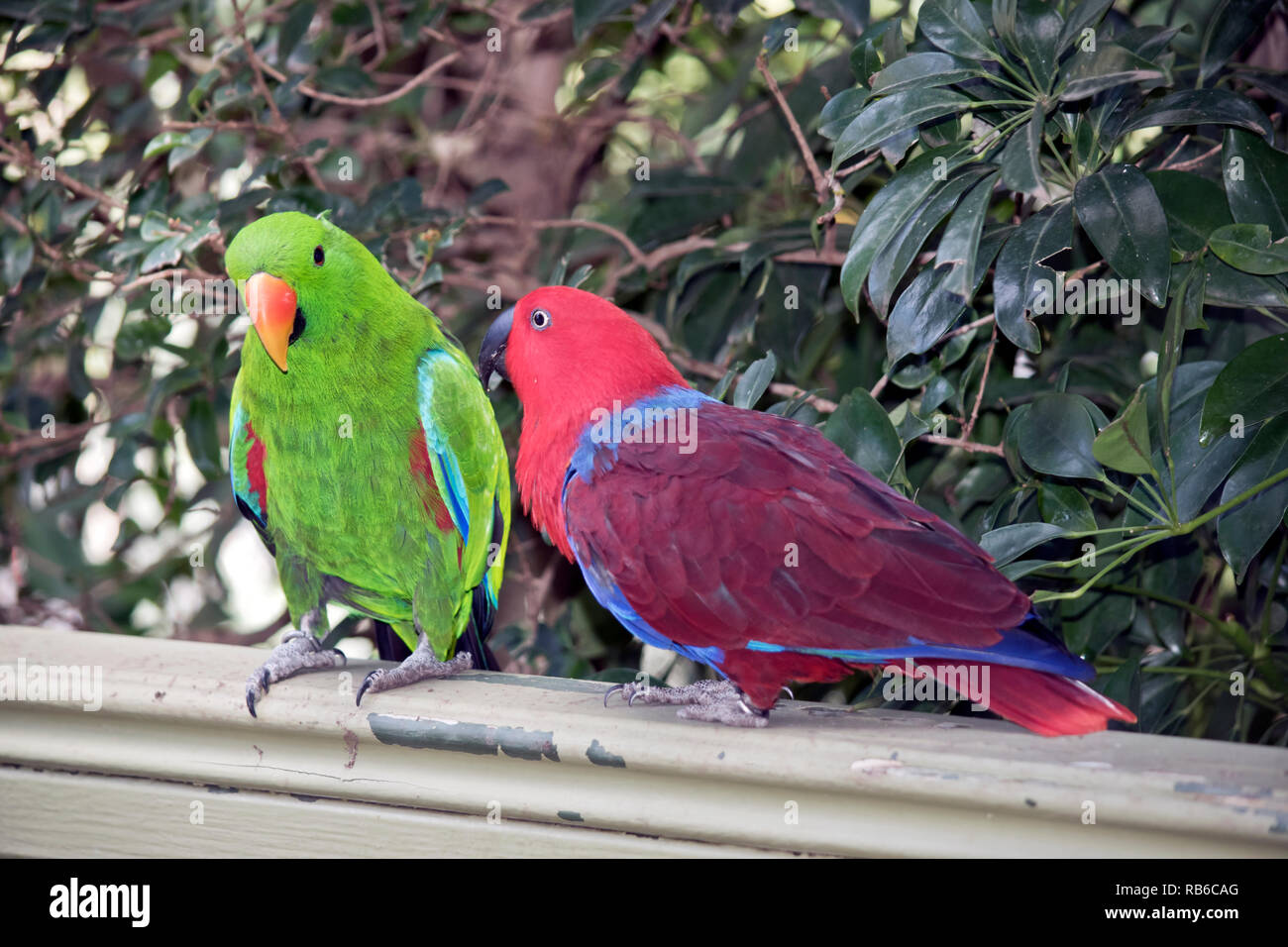 the two eclectus parrots are courting the male is green and the female ...