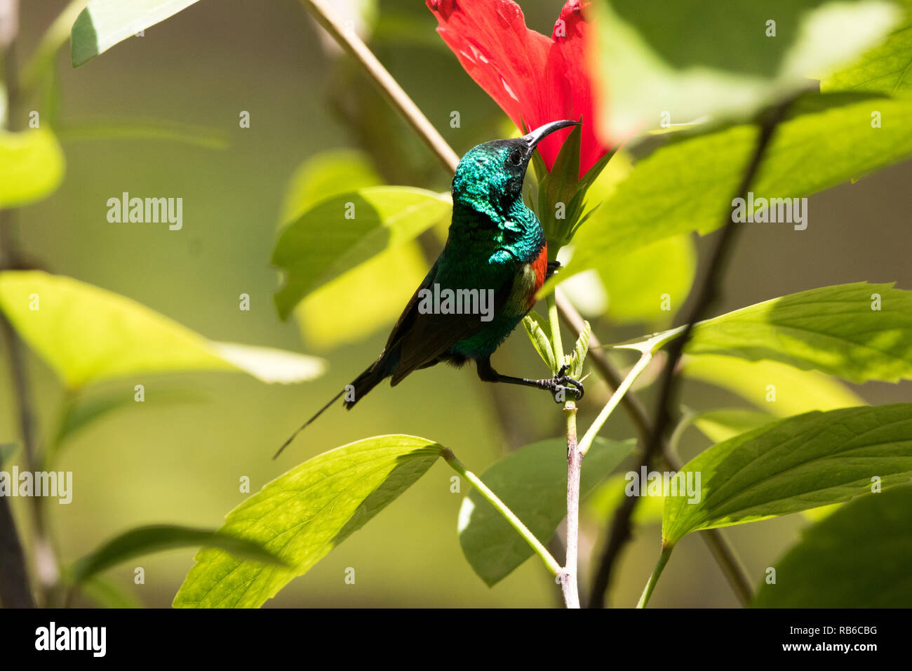 Beautiful Sunbird (Cinnyris pulchellus melanogastrus Stock Photo - Alamy