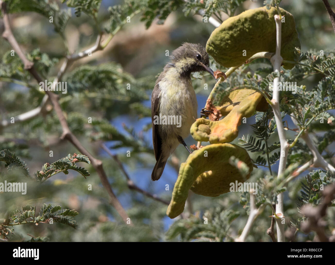 Beautiful Sunbird (Cinnyris pulchellus melanogastrus Stock Photo - Alamy