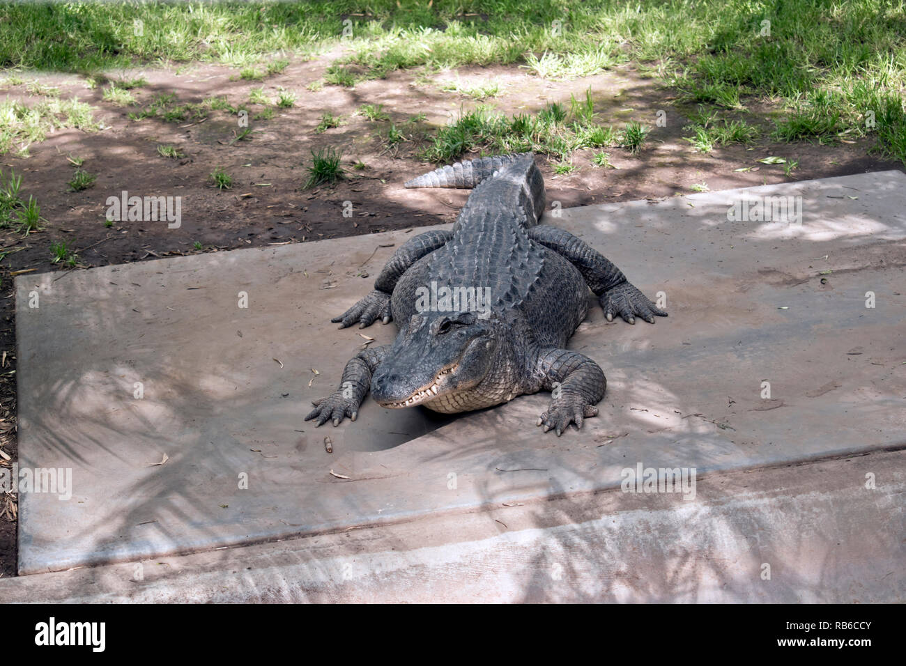 Alligator armour hi-res stock photography and images - Alamy