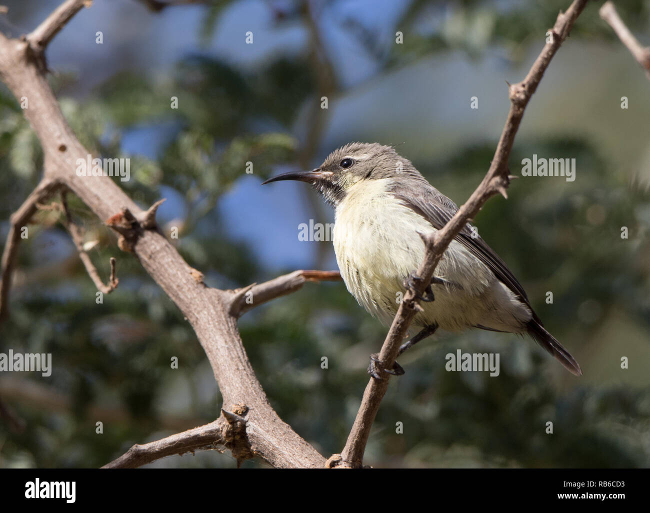 Beautiful Sunbird Stock Photos & Beautiful Sunbird Stock Images - Alamy