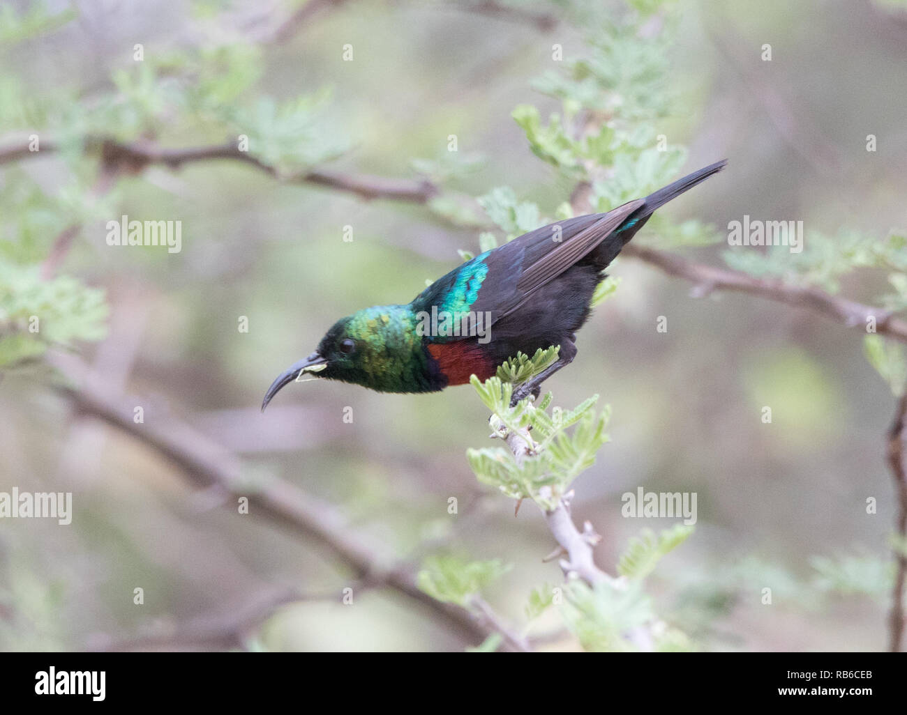 Marico hi-res stock photography and images - Alamy