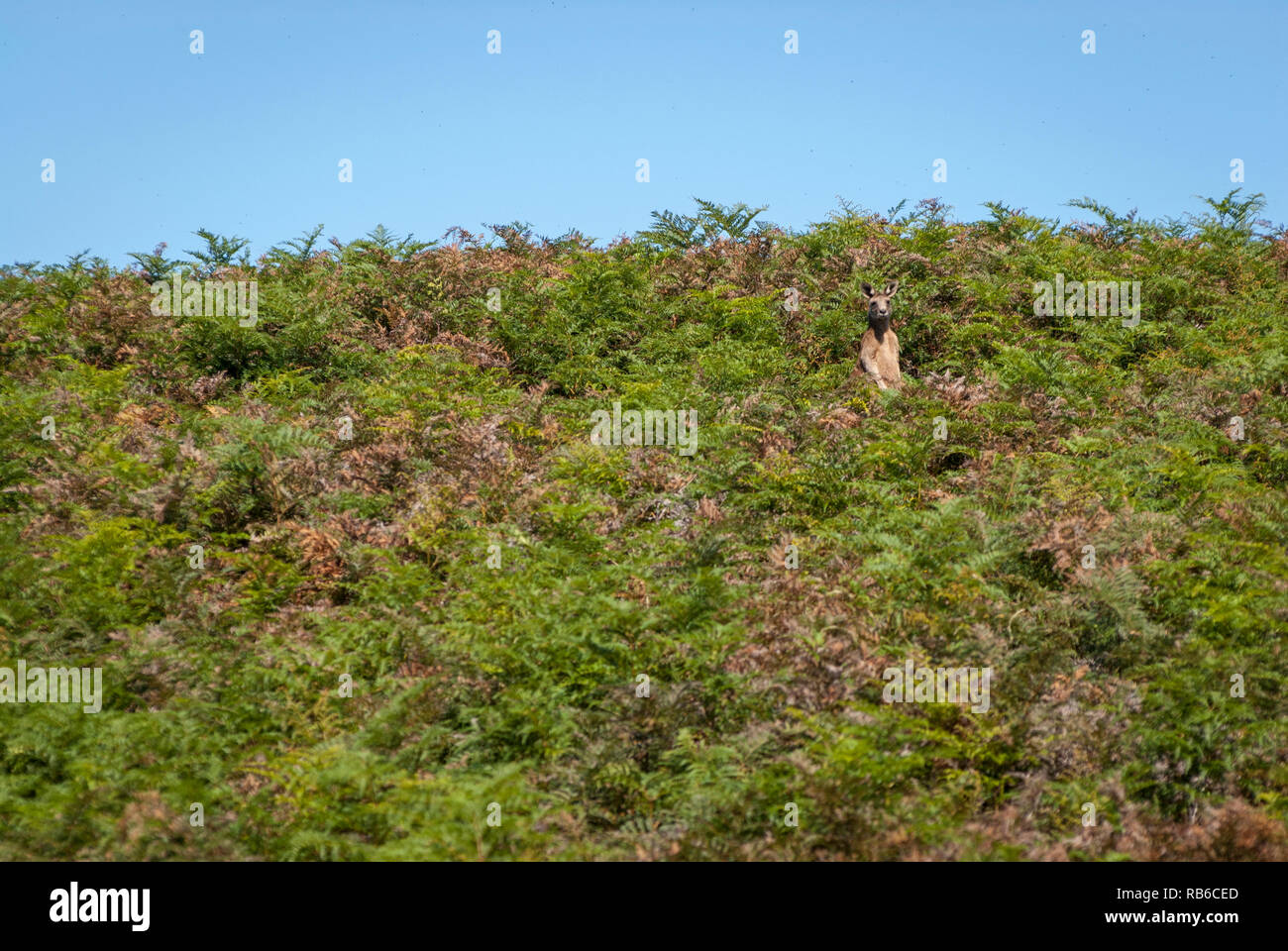Dense scrub hi-res stock photography and images - Alamy
