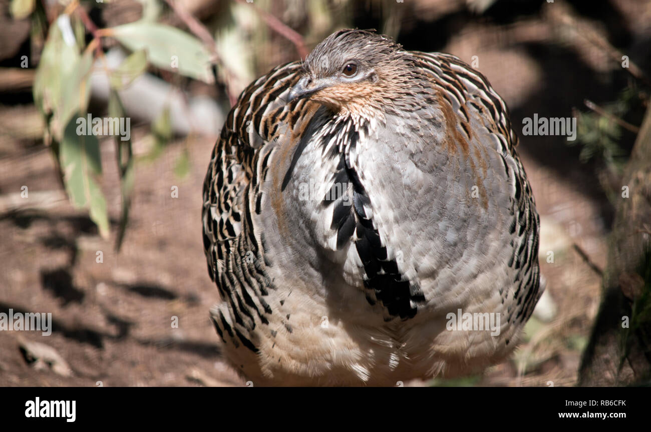 Malleefowl australia hi-res stock photography and images - Alamy
