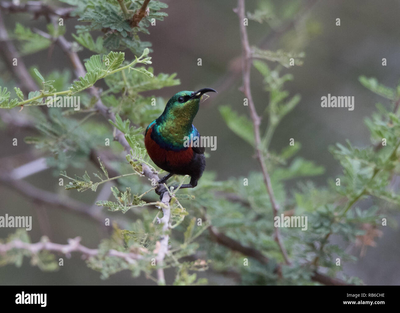 Marico sunbird hi-res stock photography and images - Alamy