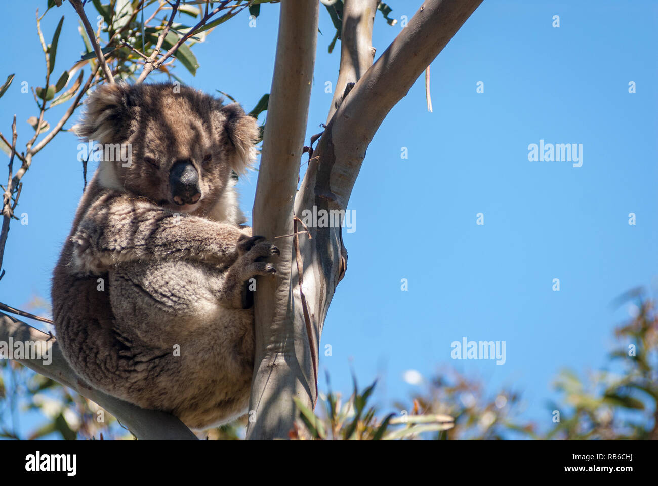 Koala observing hikers along a track in Victoria Australia Stock Photo ...