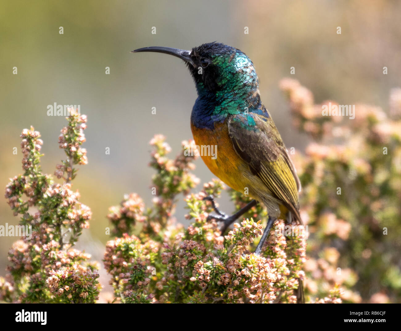 Orange-breasted Sunbird (Anthobaphes violacea Stock Photo - Alamy