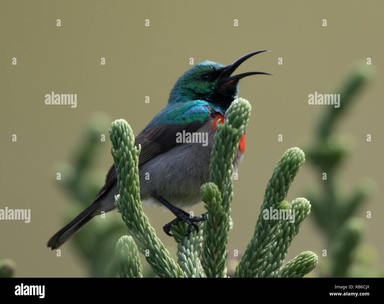 Southern Double-collared Sunbird (Cinnyris chalybeus Stock Photo - Alamy