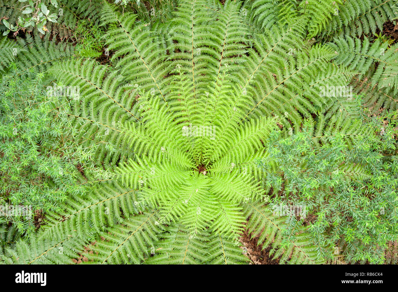 The circular growth pattern of a fern from above Stock Photo - Alamy