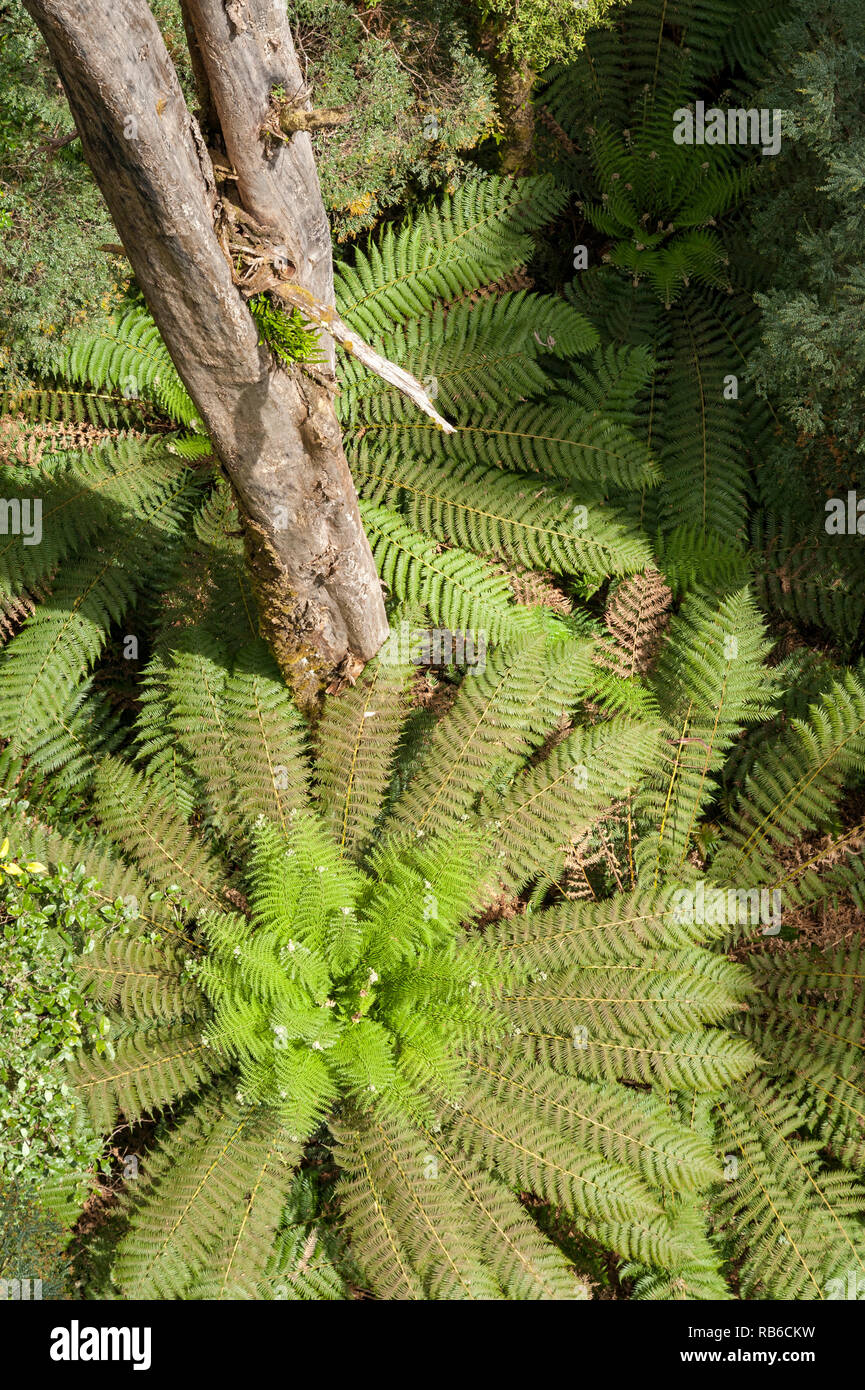 Tree trunk rising out of a fern forest, Otways Victoria Australia Stock ...