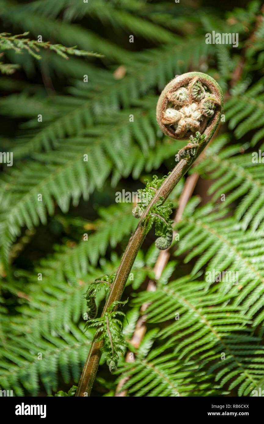 Fern unrolling a new frond in a fern forest in the Otways, Victoria ...