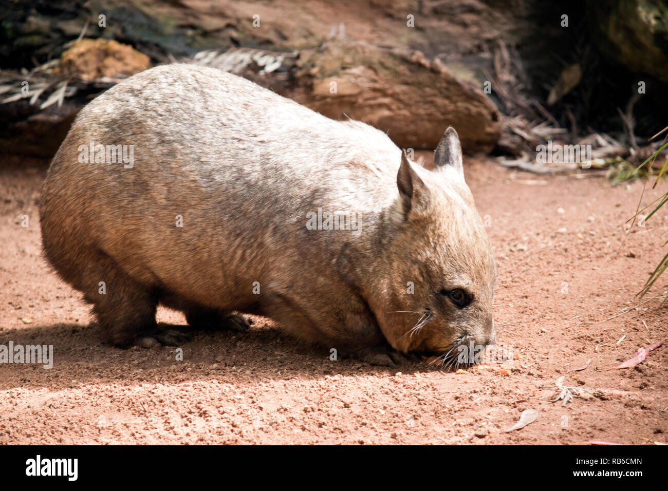 this is a close up of a hairy nosed wombat Stock Photo - Alamy