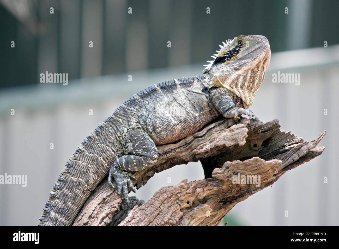 the water dragon sits on the top of the log Stock Photo - Alamy