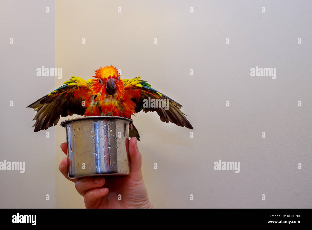 Parrot bathing hi-res stock photography and images - Alamy