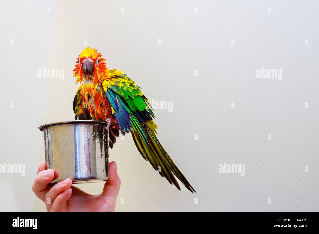 Colorful bird parrot sitting splashing for water in the bathroom Stock ...