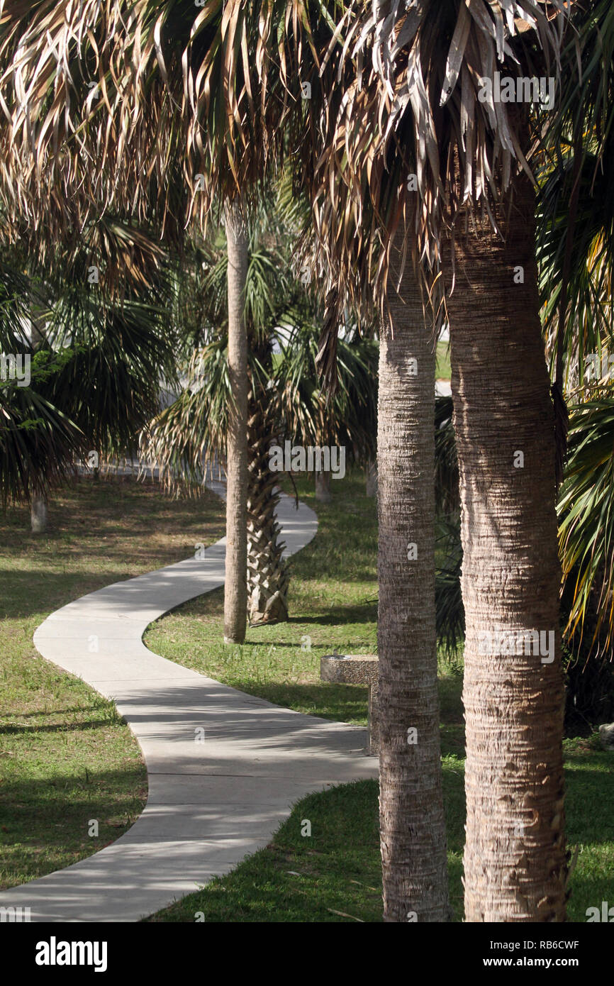 Path under palm trees in Florida, USA Stock Photo - Alamy