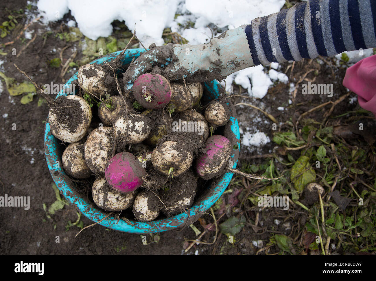 Srinagar, Indian-controlled Kashmir. 7th Jan, 2019. KASHMIR-SRINAGAR ...