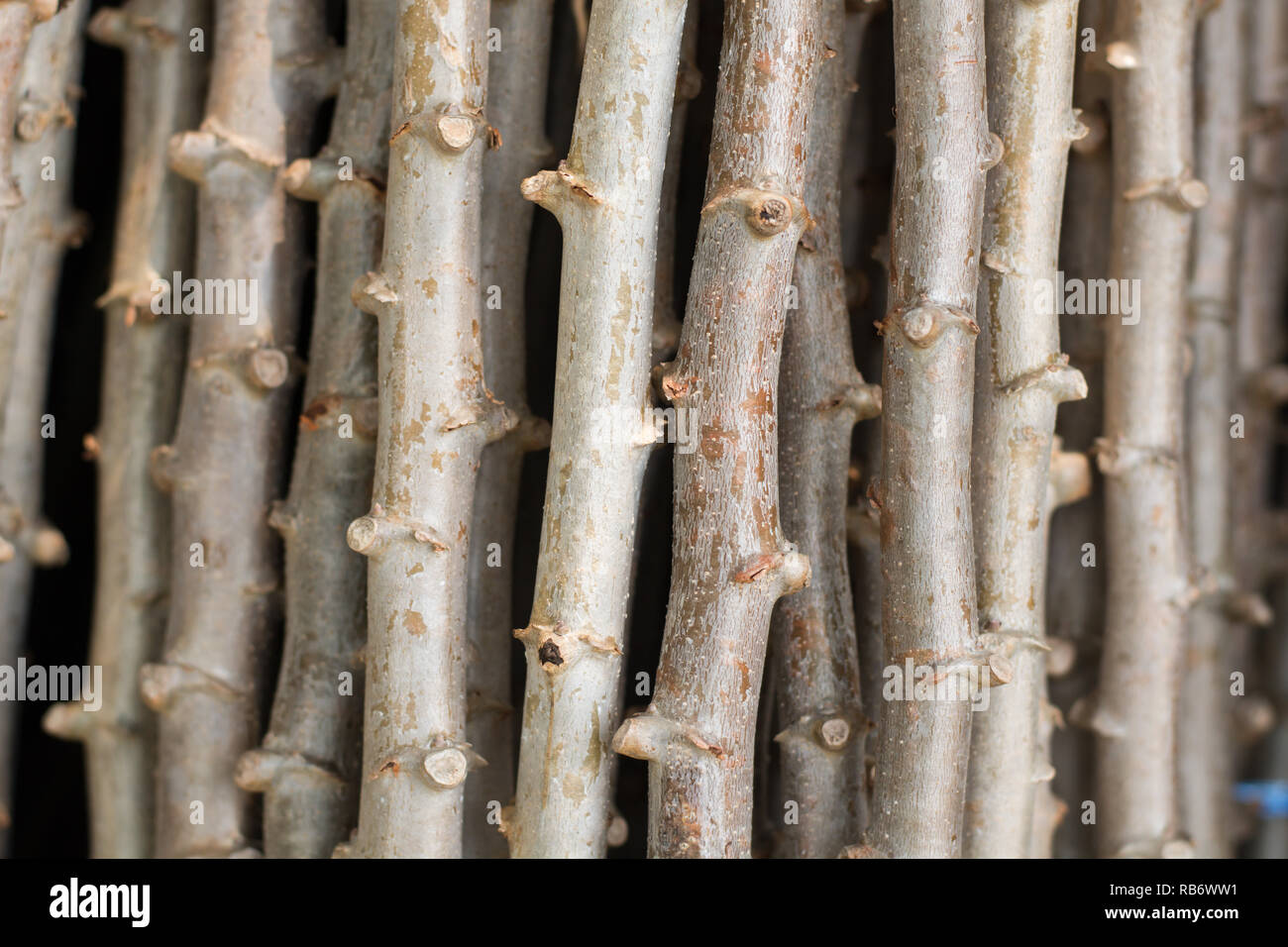 Cassava tree hi-res stock photography and images - Alamy