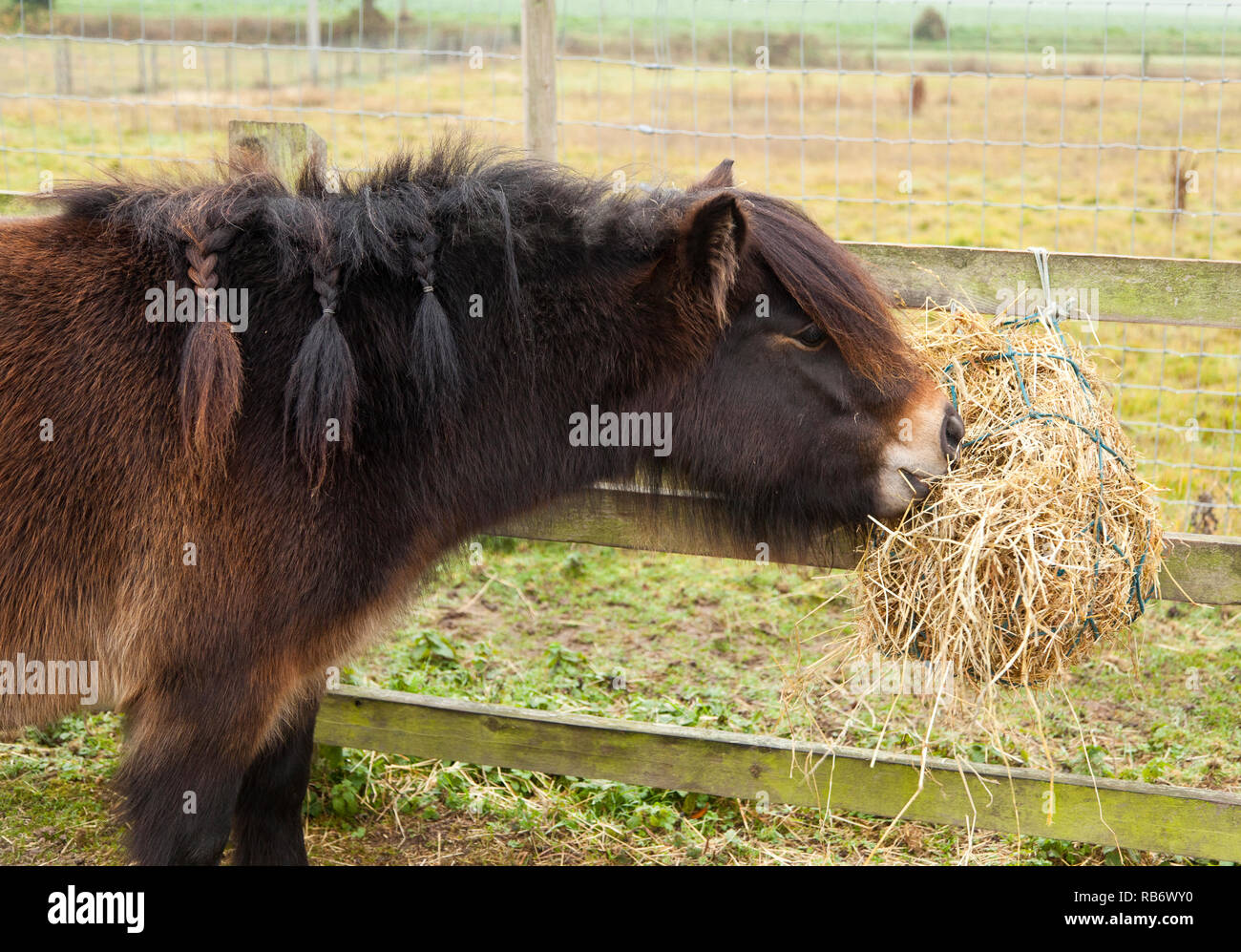 Shetland pony eating hay hi-res stock photography and images - Alamy