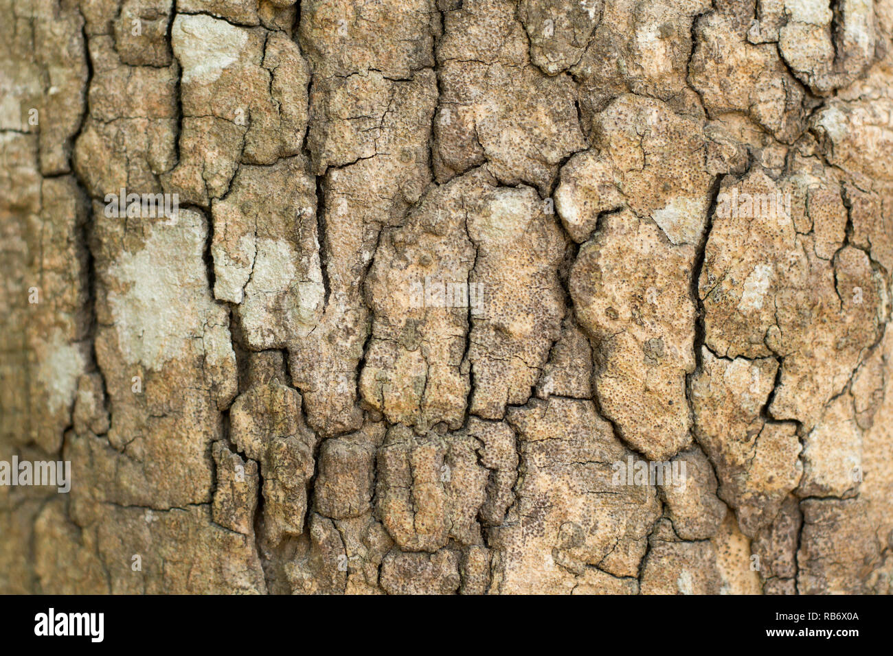 Tree bark texture background Stock Photo - Alamy