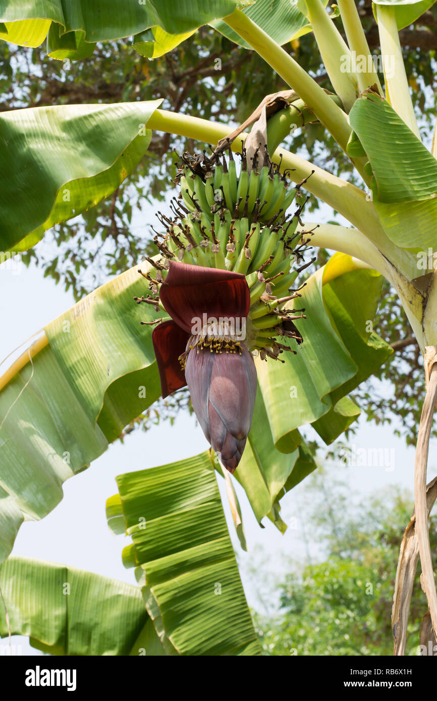 Banana Tree With Banana Blossom Stock Photo - Alamy