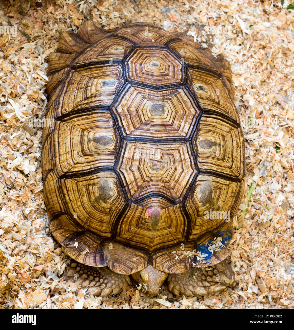 a big african testudo in captivity Stock Photo - Alamy