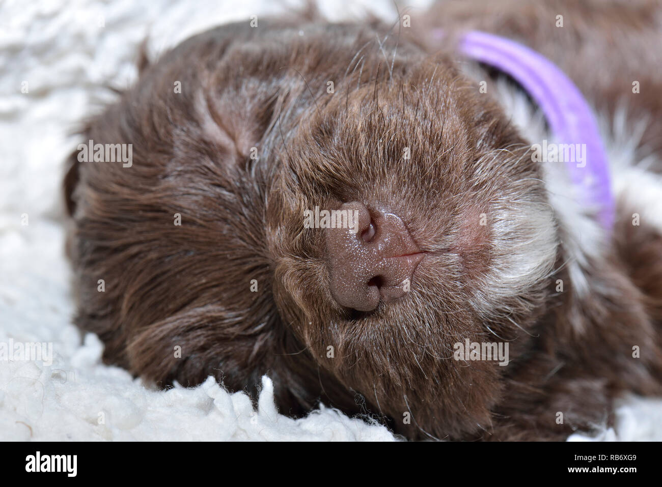 Sprocker Spaniel Puppy Close Up Photos Stock Photo - Alamy