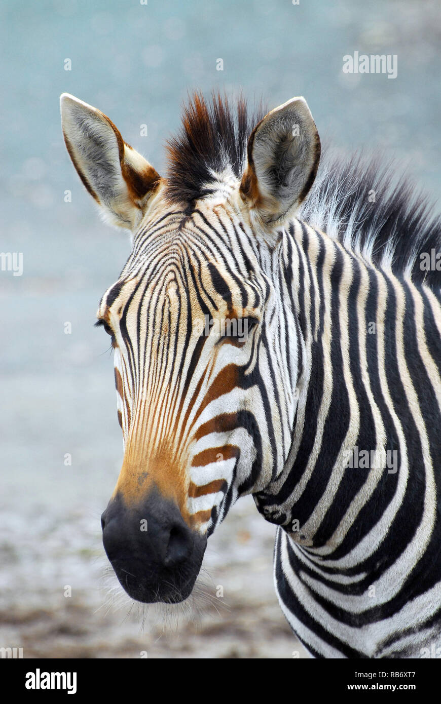 Hartmann's mountain zebra, Equus zebra hartmannae, Hartmann-hegyizebra ...