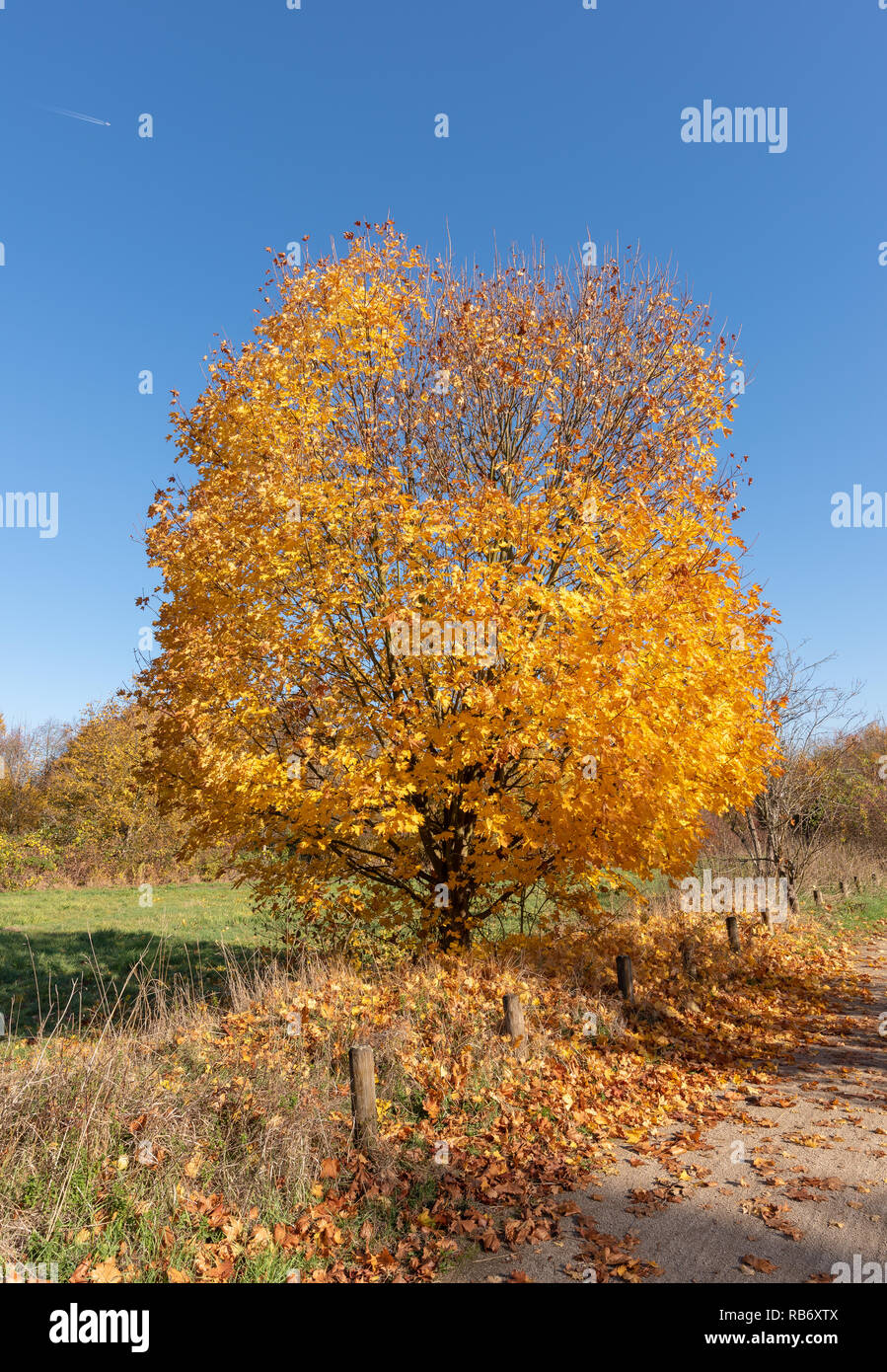 Tree with yellow autumnal foliage under bright blue sunny sky Stock ...
