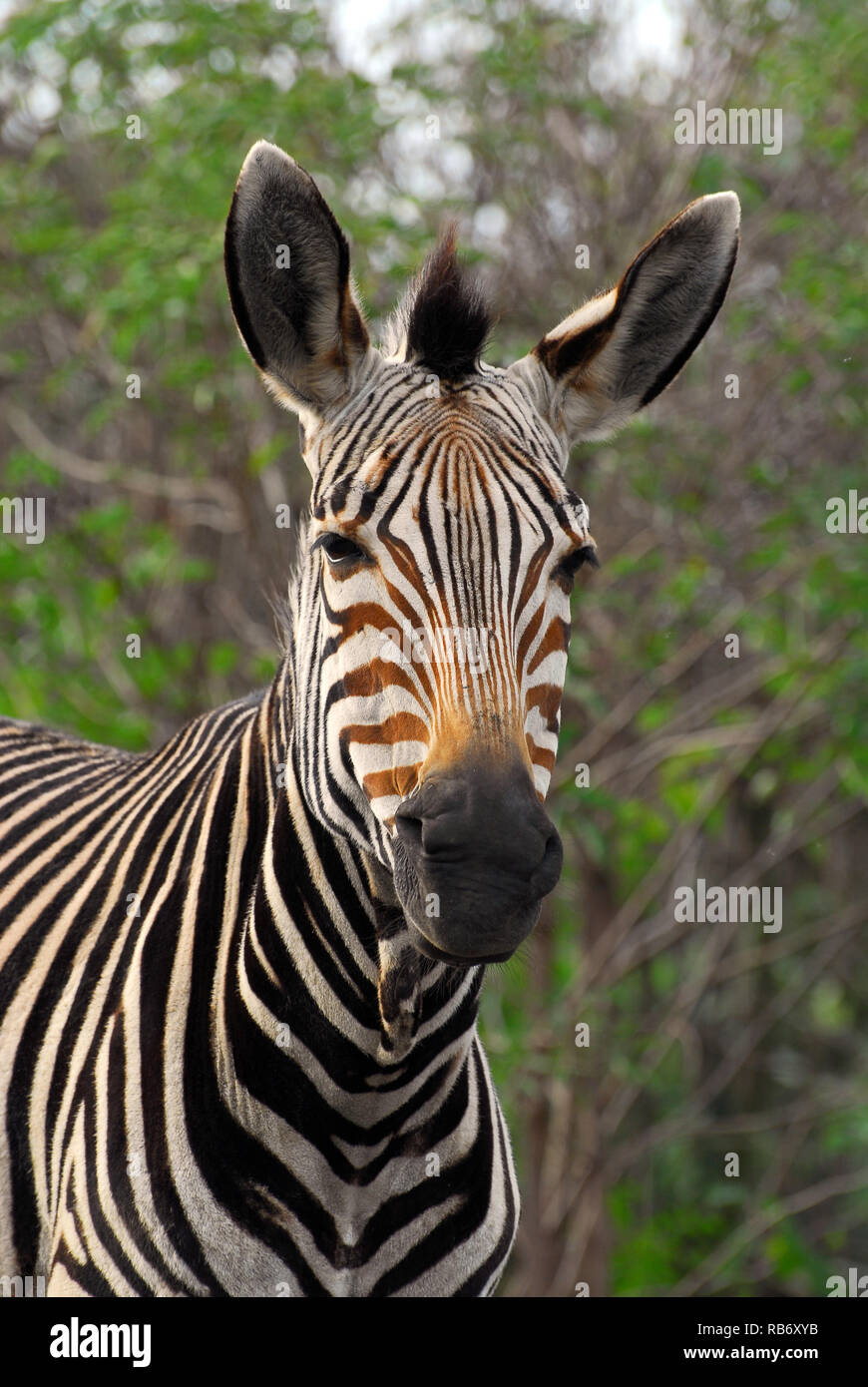 Hartmann's mountain zebra, Equus zebra hartmannae, Hartmann-hegyizebra ...