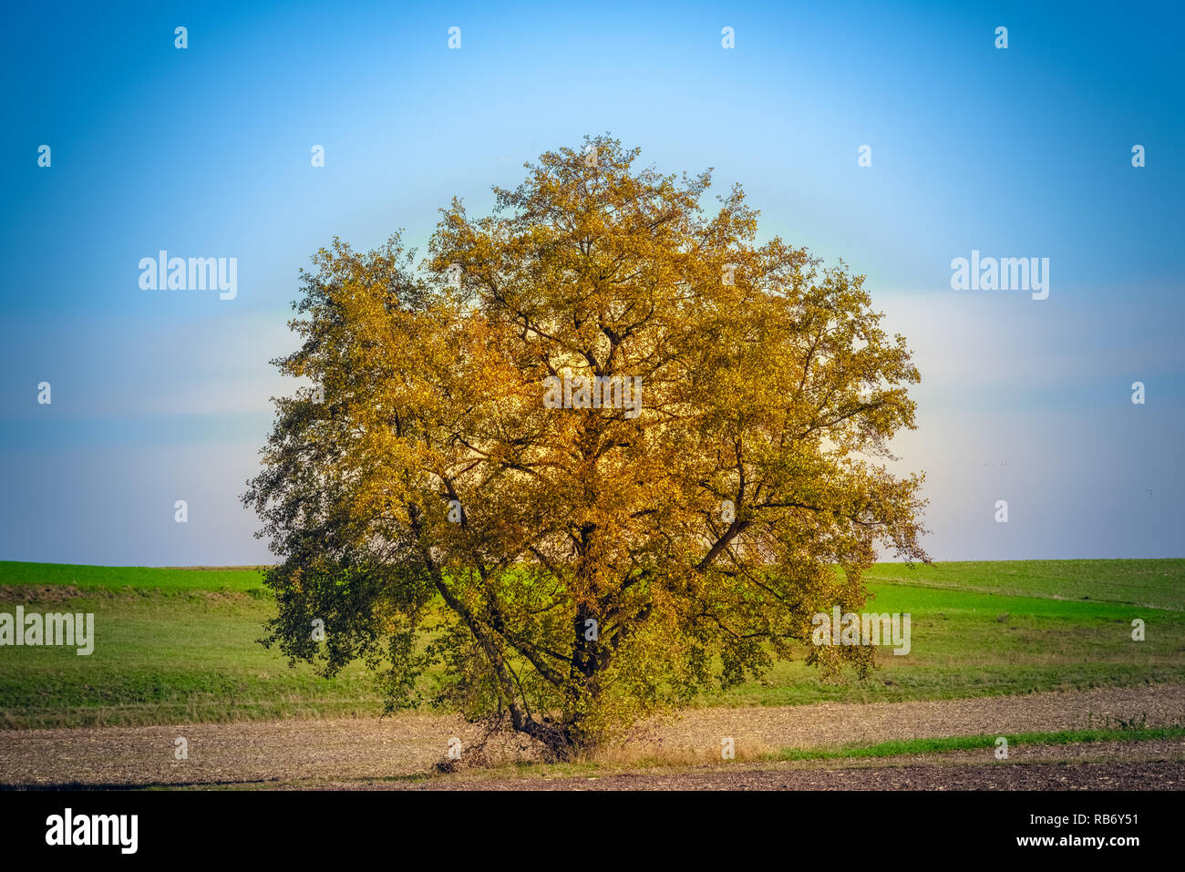 fall landscape,single isolated tree with autumnal foliage in the middle ...