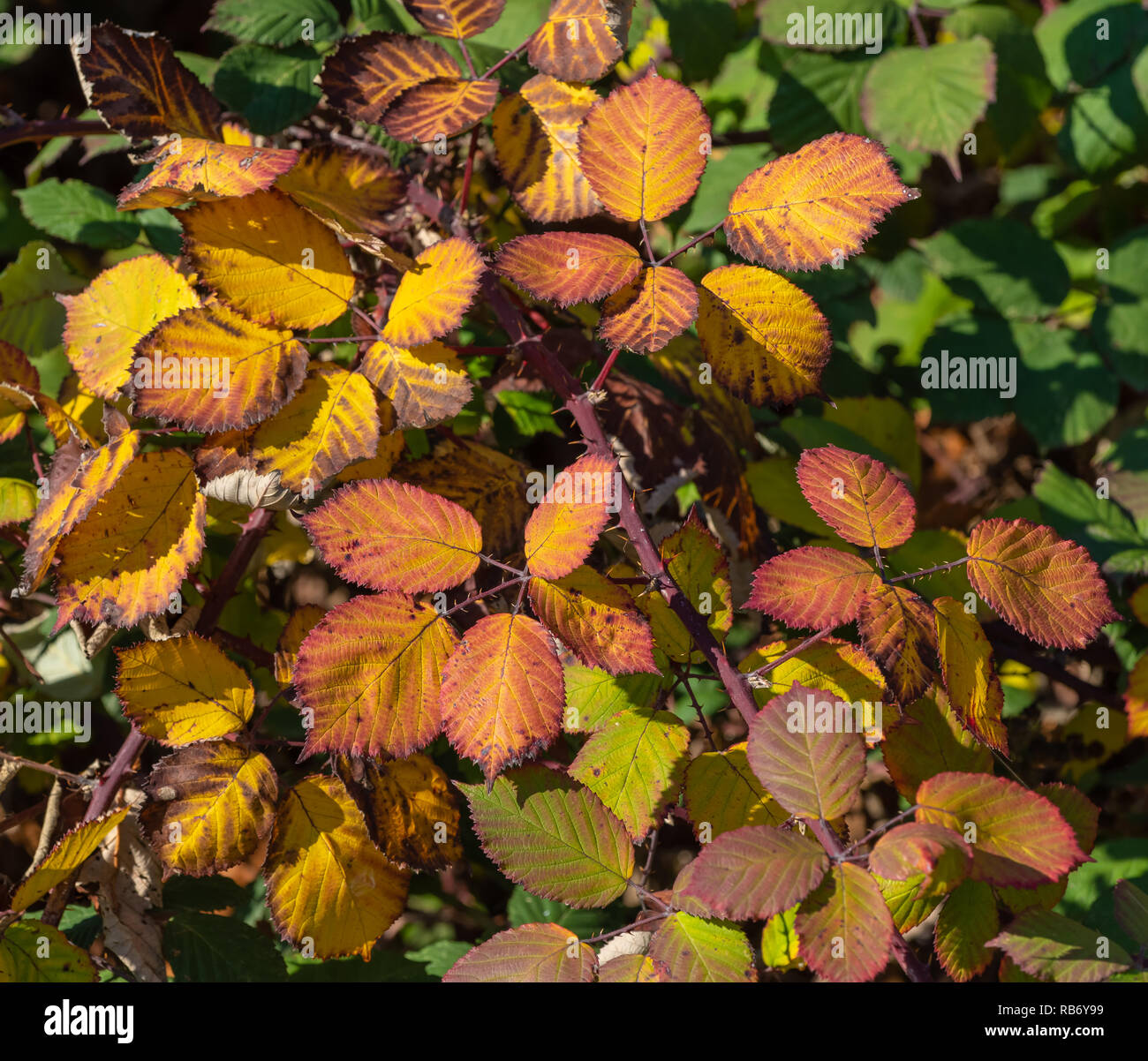 Blackberry plant with yellow leaves hi-res stock photography and images ...