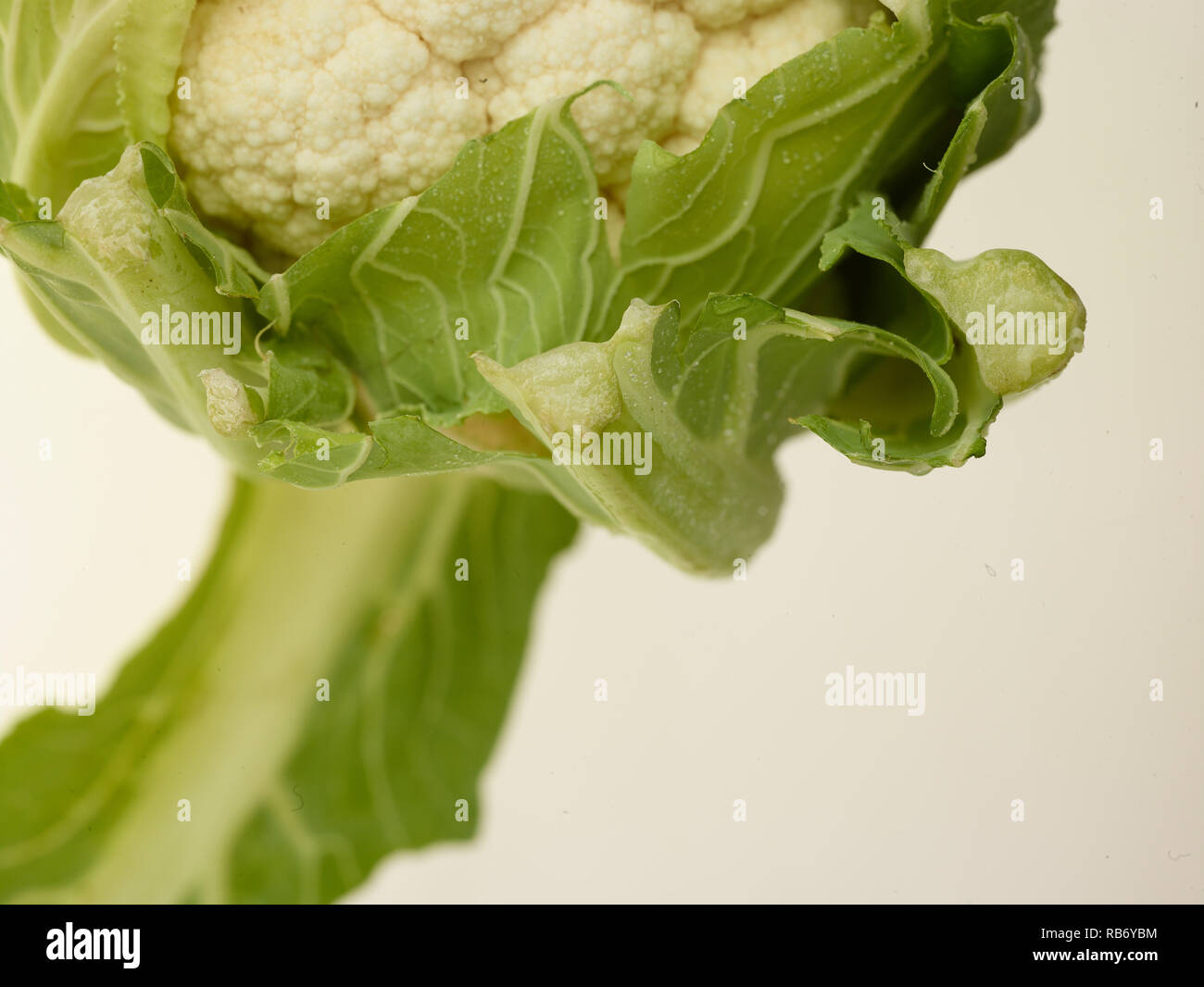 Cauliflower vegetable food photograph Stock Photo - Alamy