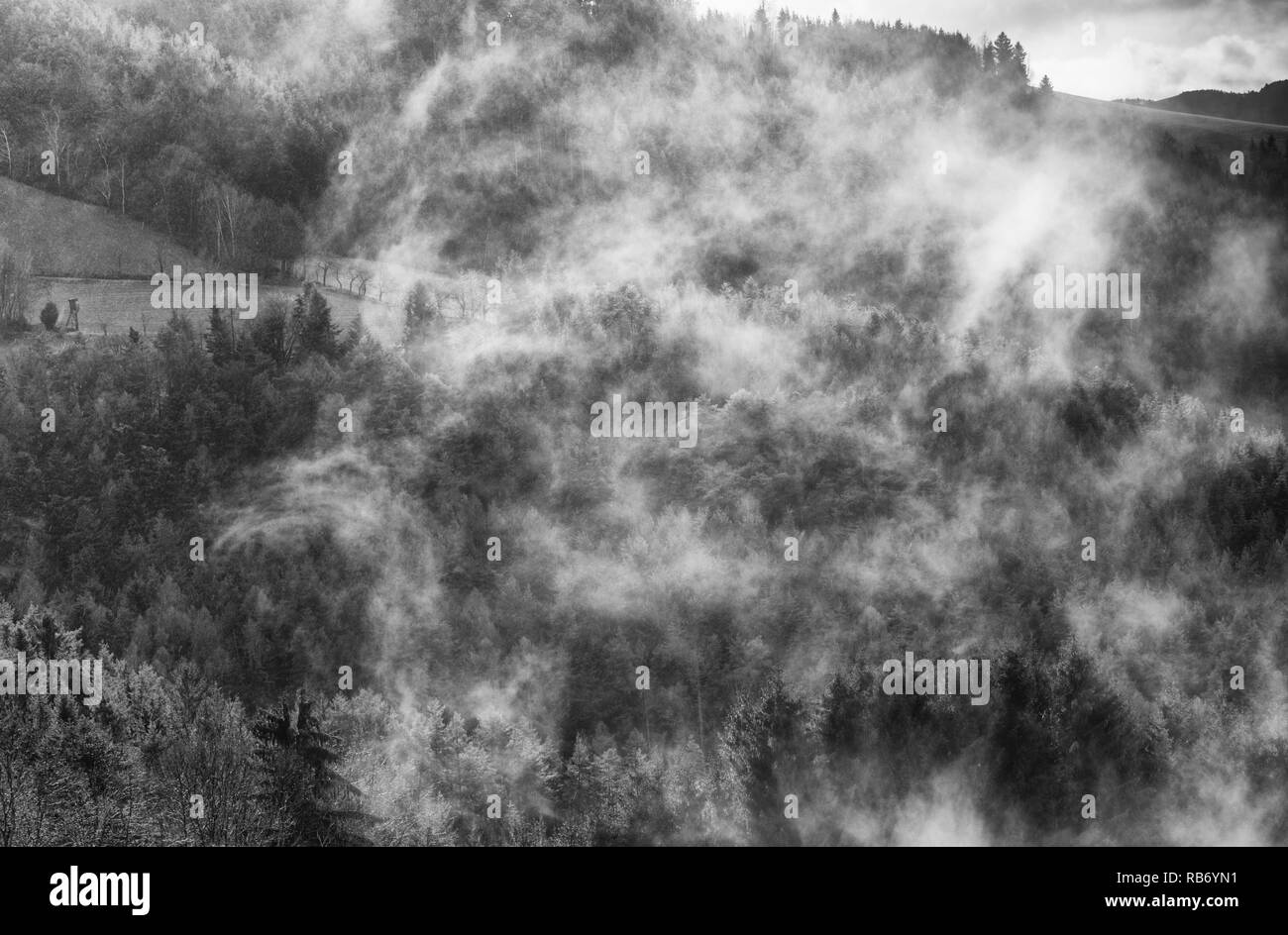 monochrome wafts of mist over a forest,hunting lookout,rural winter ...