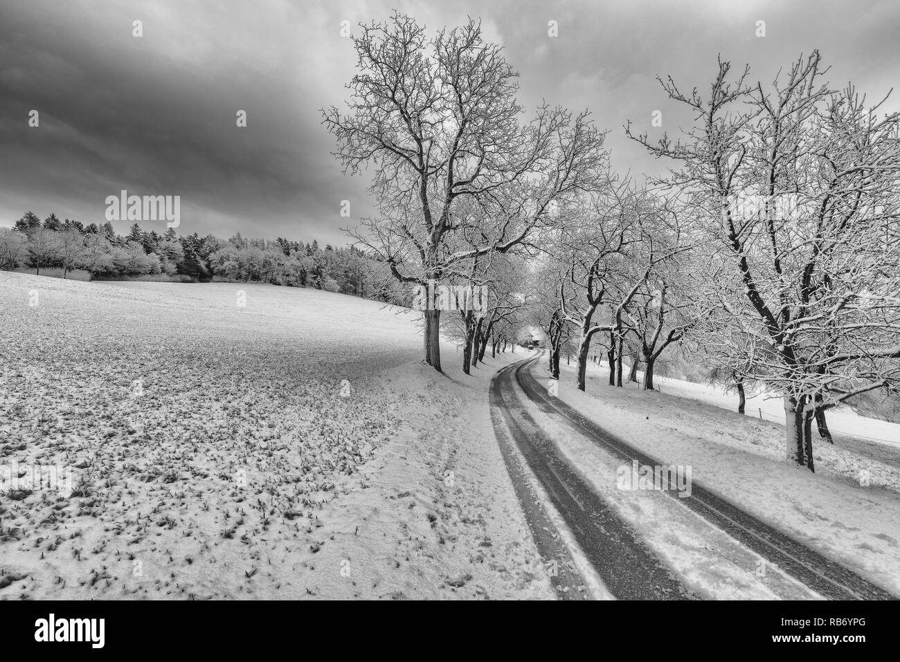 snowy alley road tracks to a farm,rural idyllic bright monochrome ...