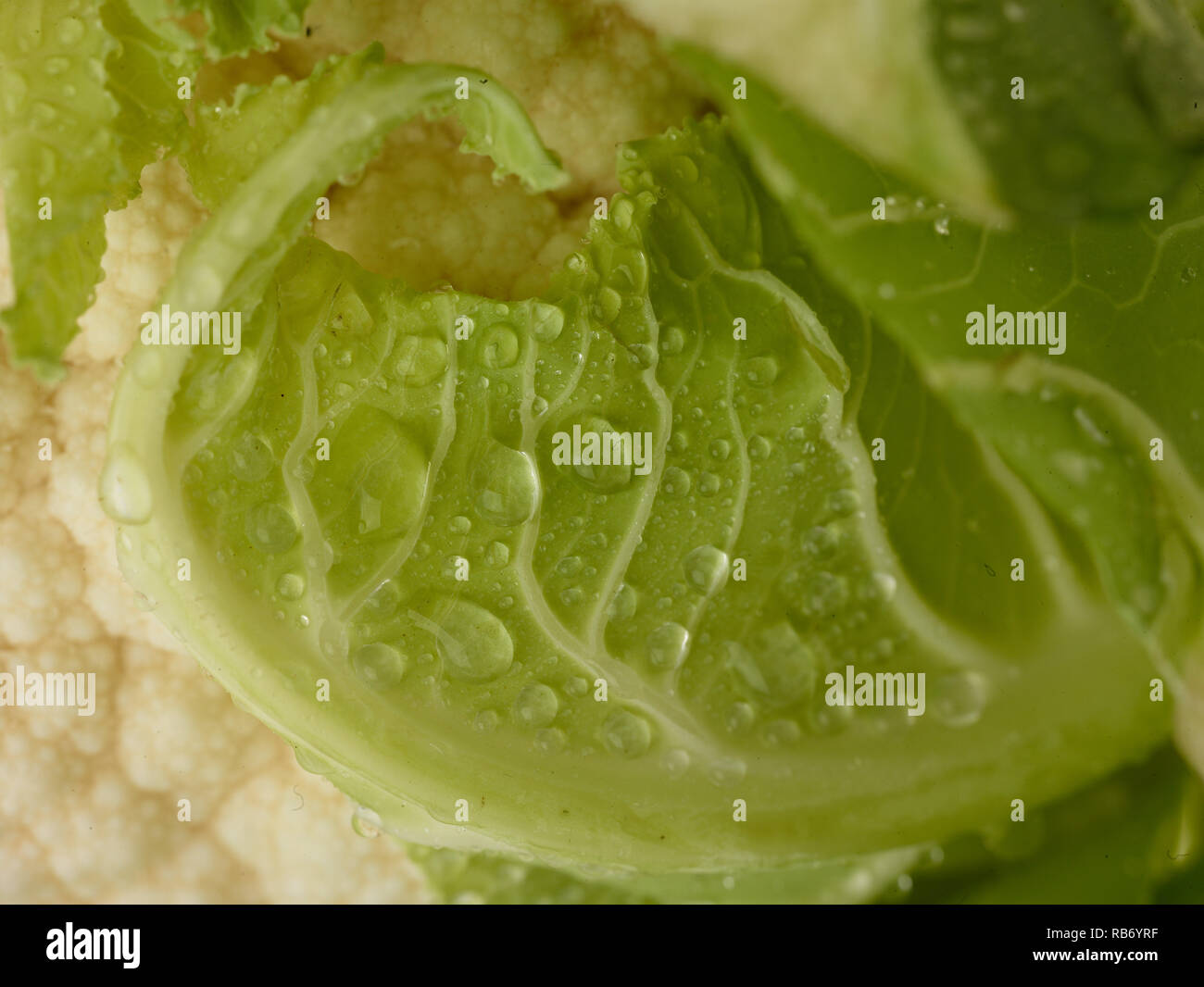 Cauliflower vegetable food photograph Stock Photo - Alamy