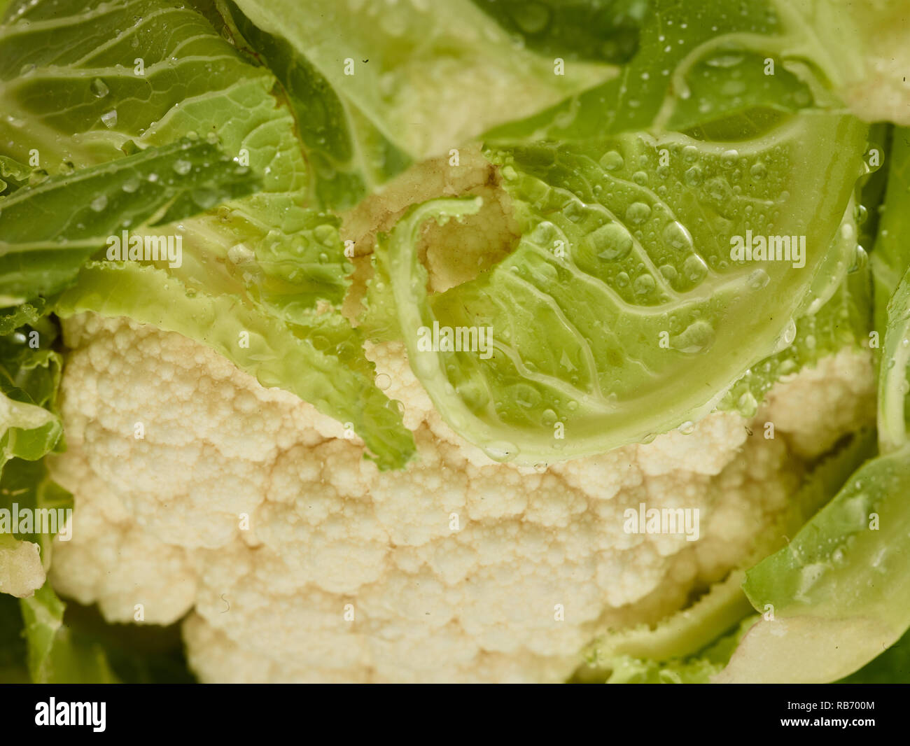 Cauliflower vegetable still-life photograph Stock Photo - Alamy