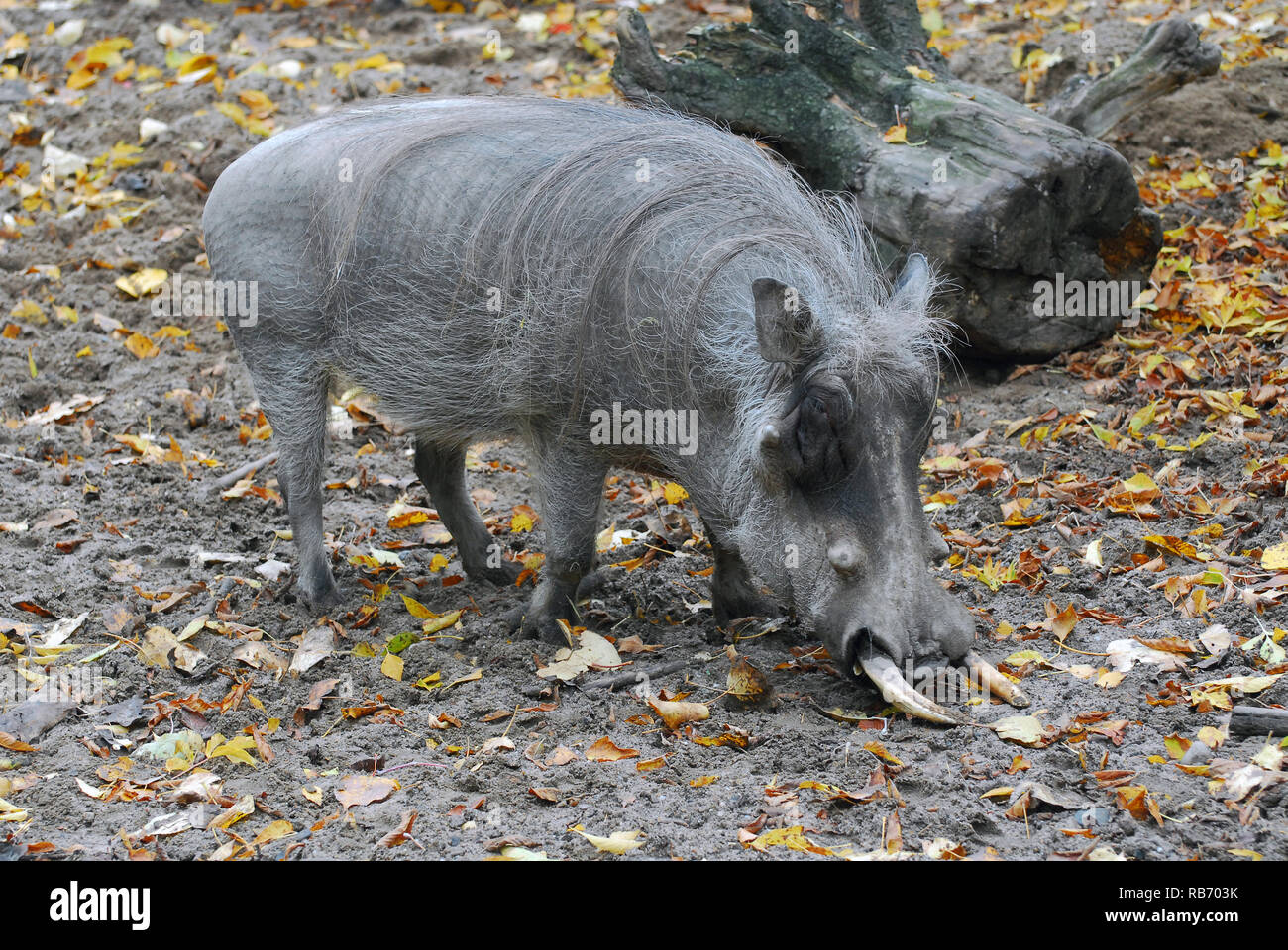 common warthog, Warzenschwein, Phacochère commun, Phacochoerus ...