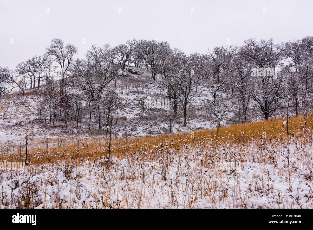 Prairie trees hi-res stock photography and images - Alamy