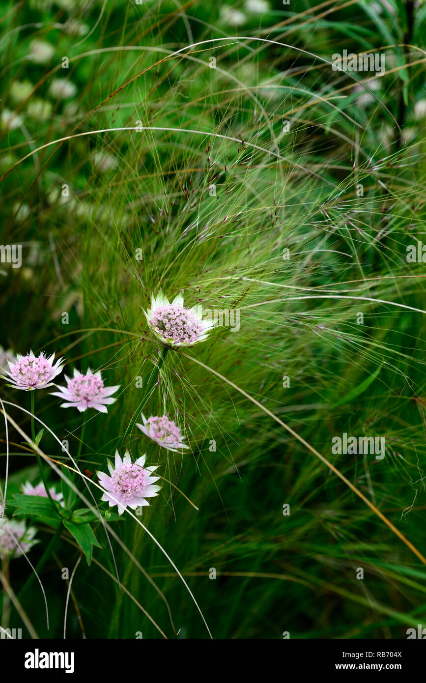 astrantia major bo ann, Stipa elegantissima, pink flower, flowers ...